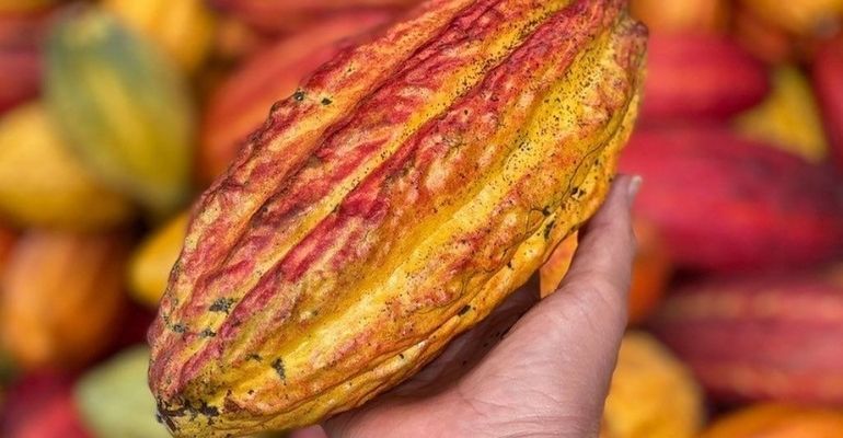 Cacau: Saiba tudo sobre sua colheita e comercialização
