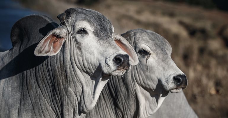 Como criar a raça de gado Brahman na pecuária de corte