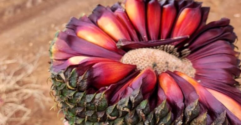 Pinhão: saiba mais sobre a semente de árvore típica da região Sul