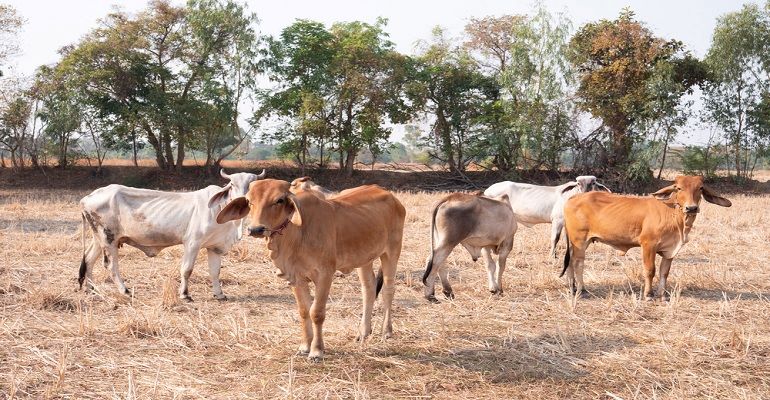 Criação de Garrotes: dicas e cuidados que você deve tomar