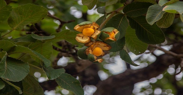 Do Cerrado para o mundo: conheça o Pequi