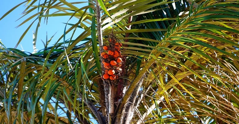 Tucumã: conheça o novo ouro da Amazônia
