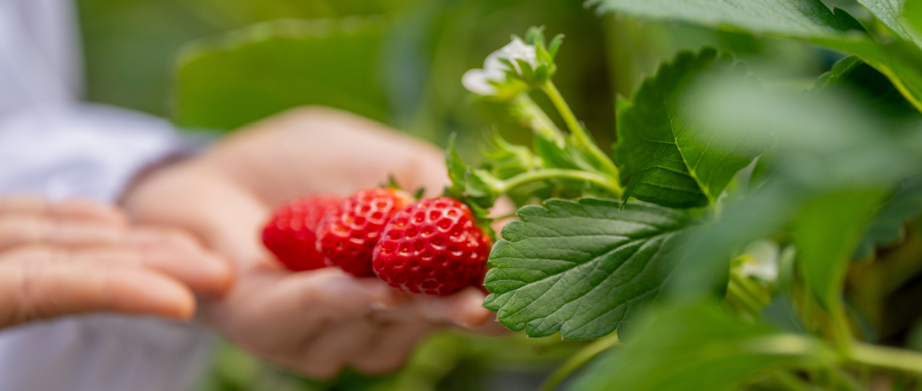 Cultivo de morango: guia para produção de alta qualidade