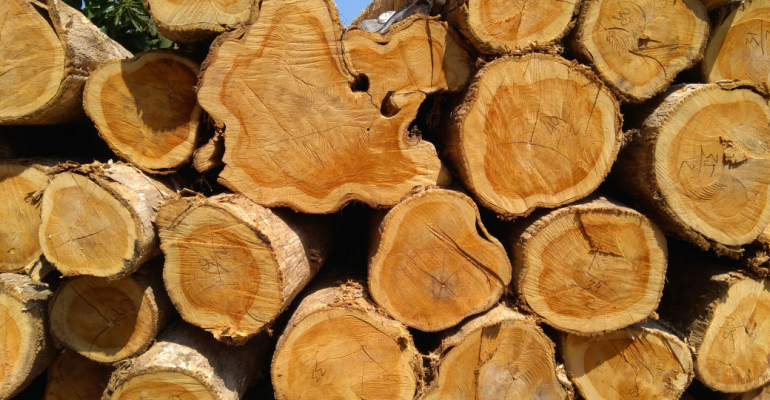 Tudo sobre a madeira Teca